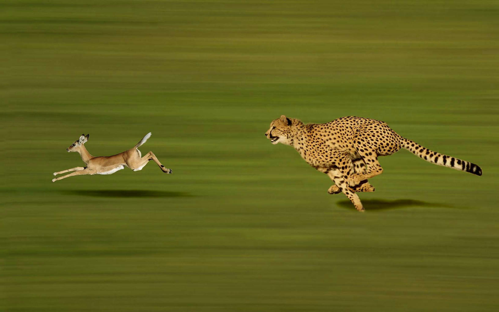 Le déclin des mammifères fait plo...