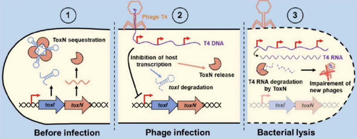 Insight into the environmental cues modulating ...