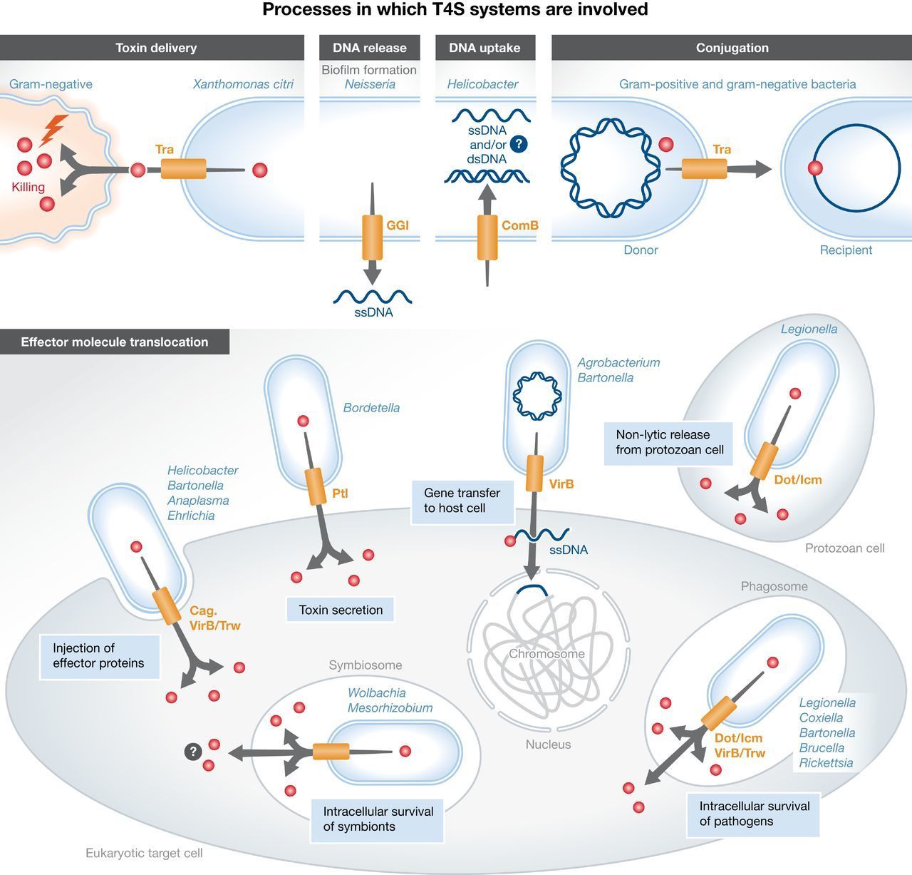 From conjugation to T4S systems in Gram‐negativ...