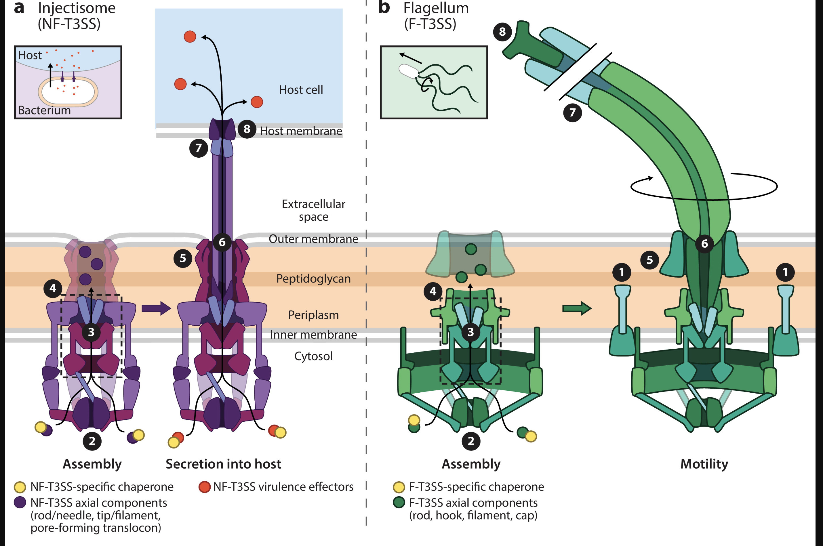 Structural Insights into Type III Secretion Sys...