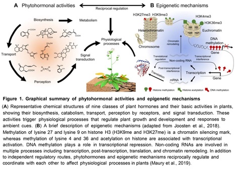 Interplay of phytohormones and epigenetic regul...