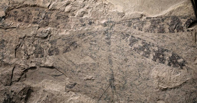 Collection des Insectes fossiles | MNHN | R&eac...