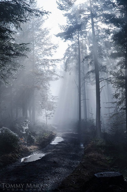 Beacon Edge Woods, Penrith, Cumbria, England