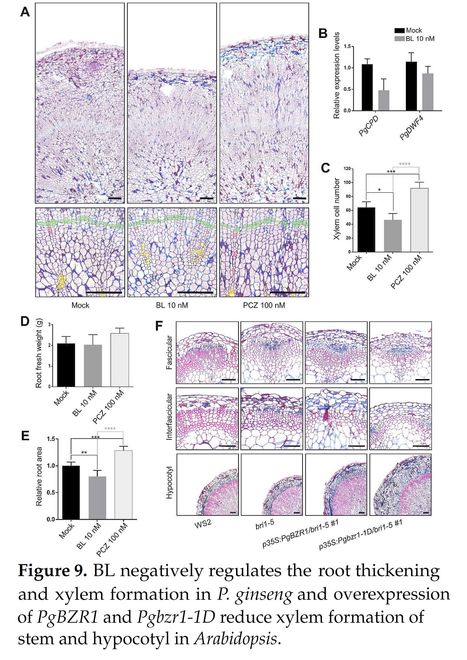 Functional Characterization of BRASSINAZOLE-RES...