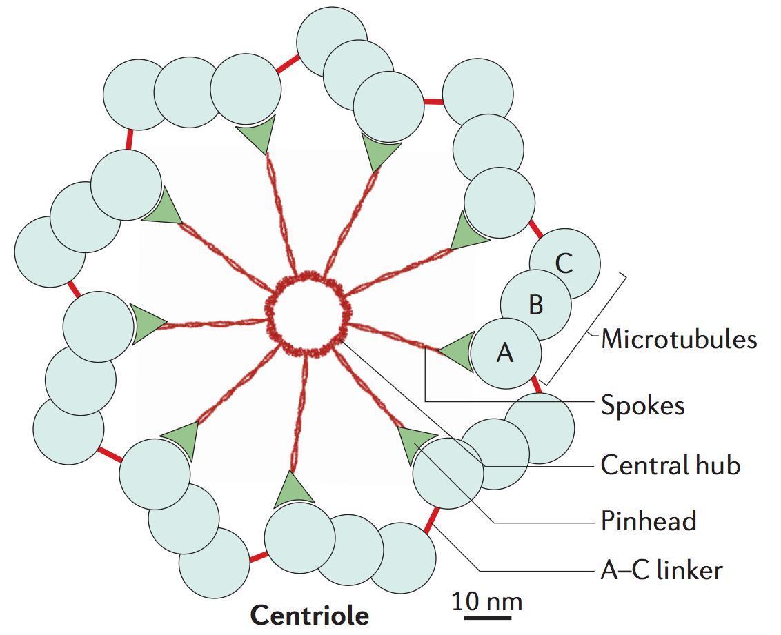Towards a molecular architecture of centriole a...