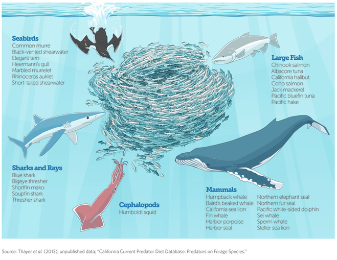 Why Sardines Matter: Critical Ecosystem Food So...
