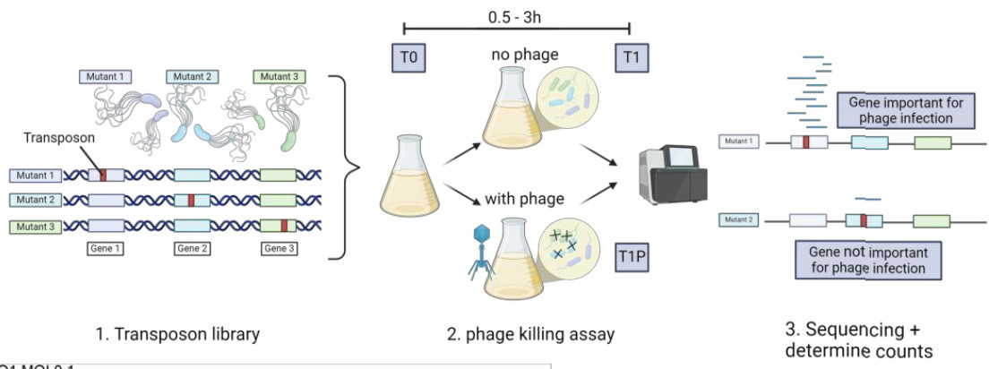 Receptors Determine Lytic Phage Host Range in P...