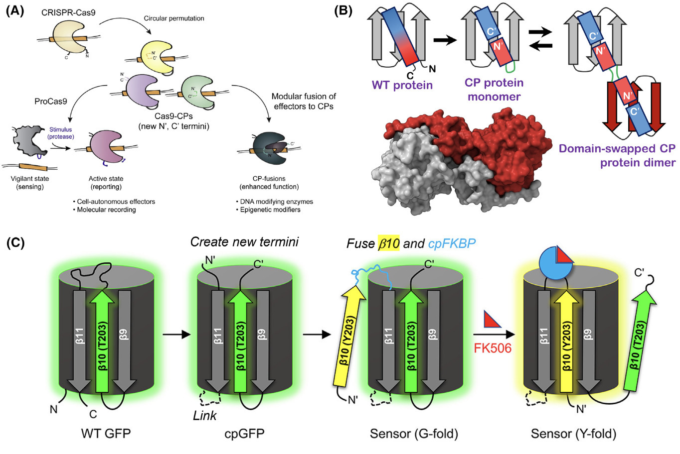 Protein engineering using circular permutation ...