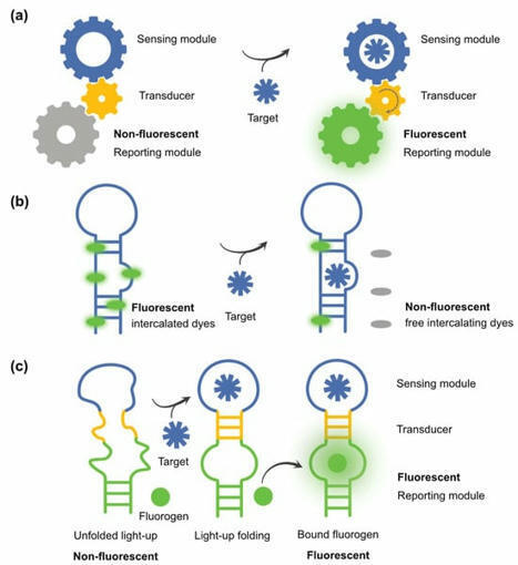 Fluorogenic RNA-Based Biosensors of Small Molec...
