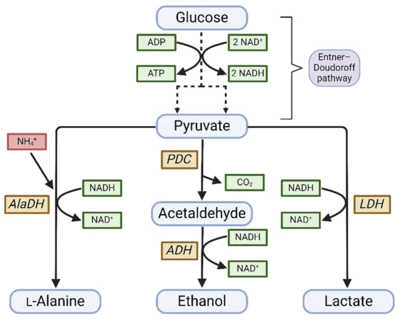 A new Zymomonas mobilis platform strain for the...