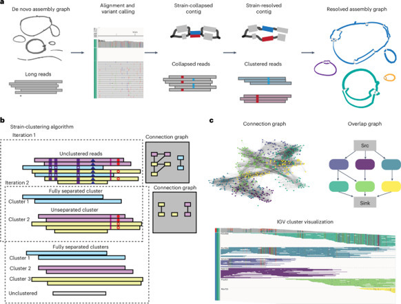 Strainy: phasing and assembly of strain haploty...