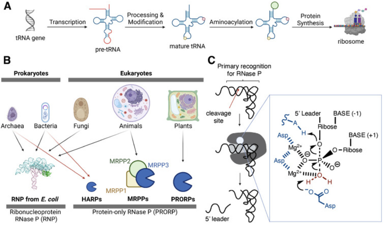Bacterial RNA-free RNase P: structural and func...