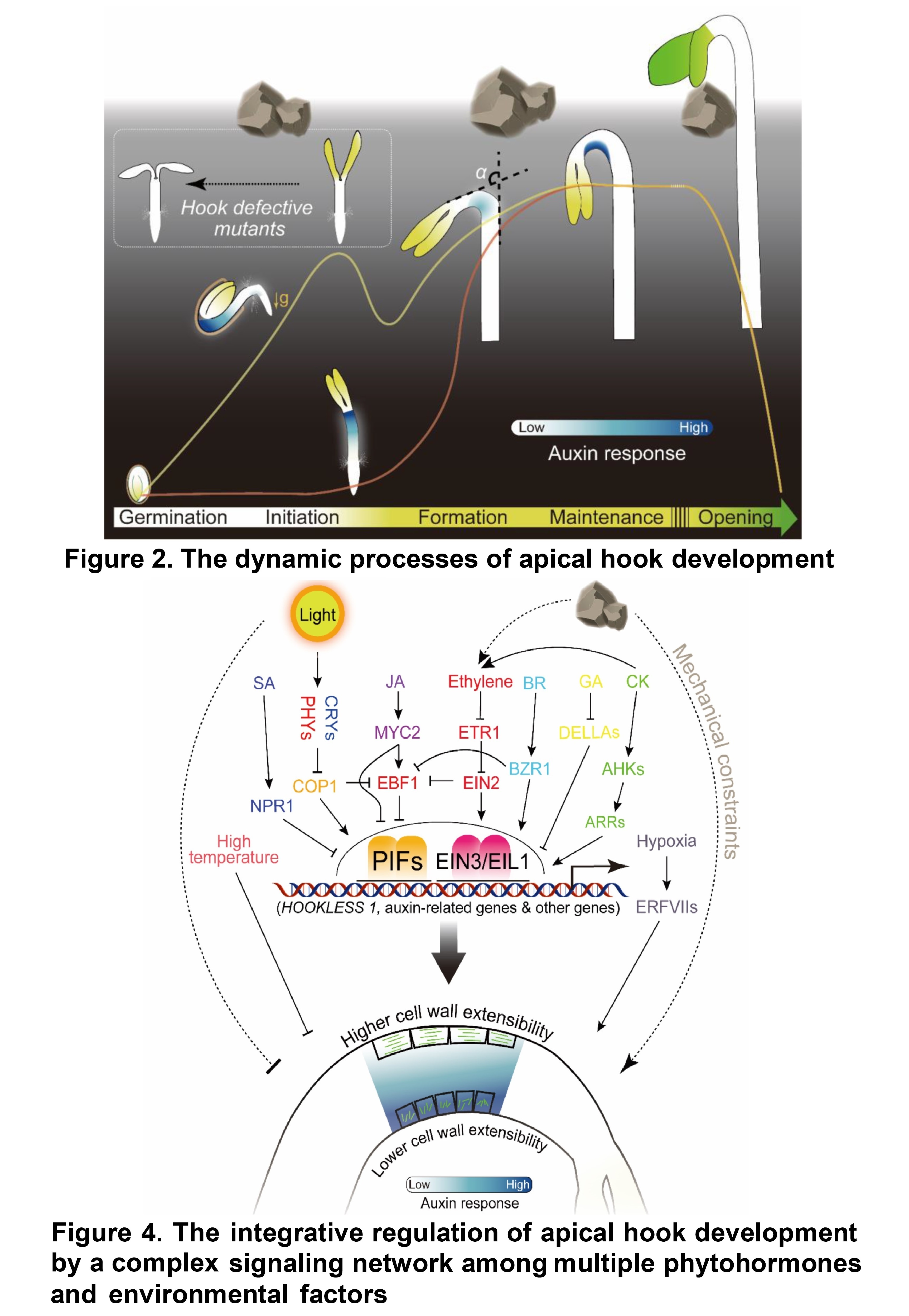 To curve for survival: Apical hook development ...