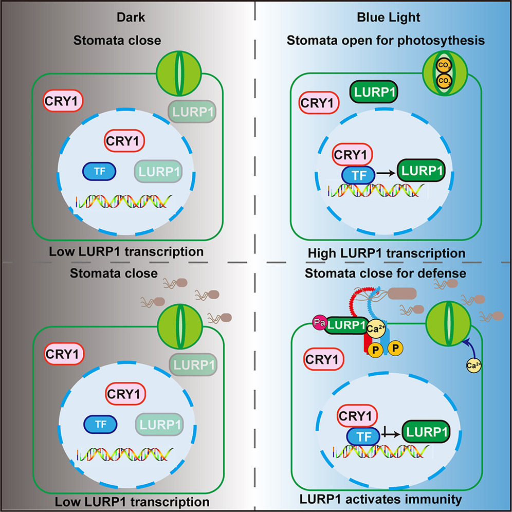 Cell Host Microbe: The blue-light receptor CRY1...