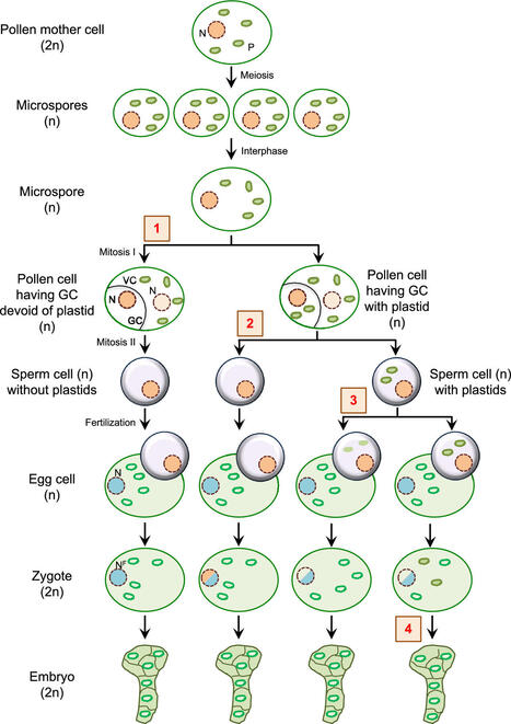 Biparental plastid inheritance and its implicat...