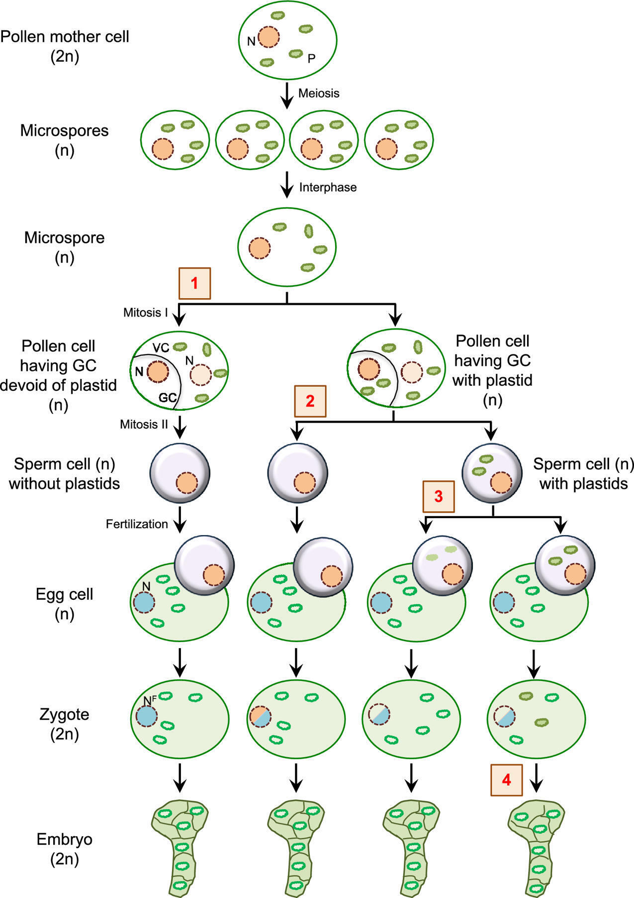 Biparental plastid inheritance and its implicat...