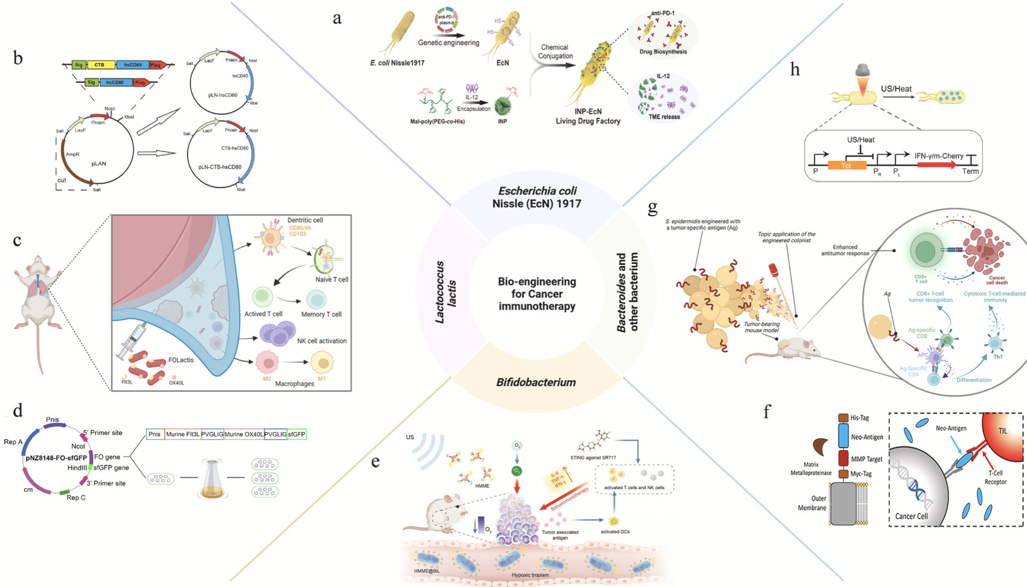 Unraveling the potential of bioengineered micro...
