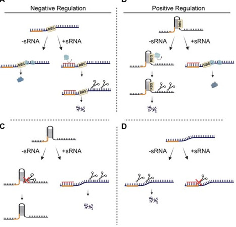 Unraveling the interplay between a small RNA an...