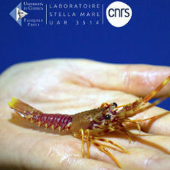 Langouste rouge Palinurus elephas : la platefor...