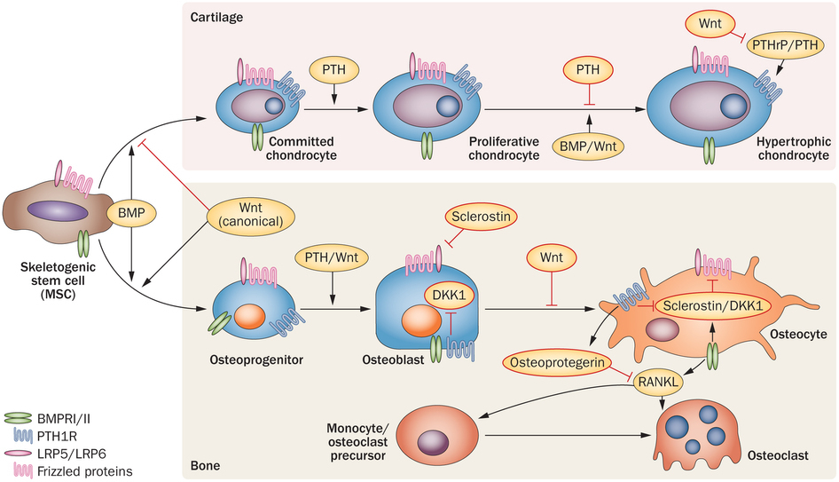 Romosozumab (Amgen, UCB) Positive Results Phase...