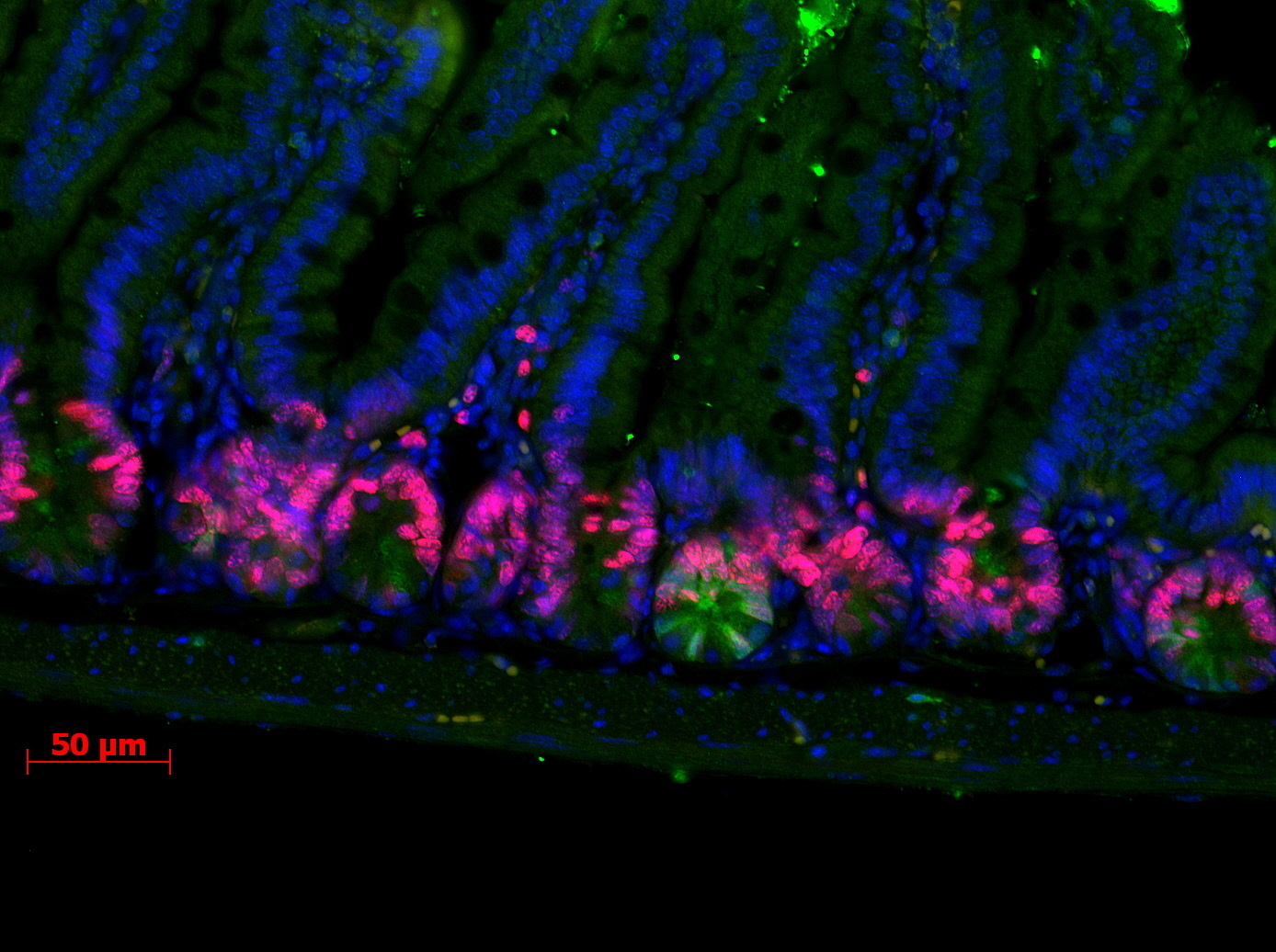 Human Enteroids as a Model of Upper Small Intes...