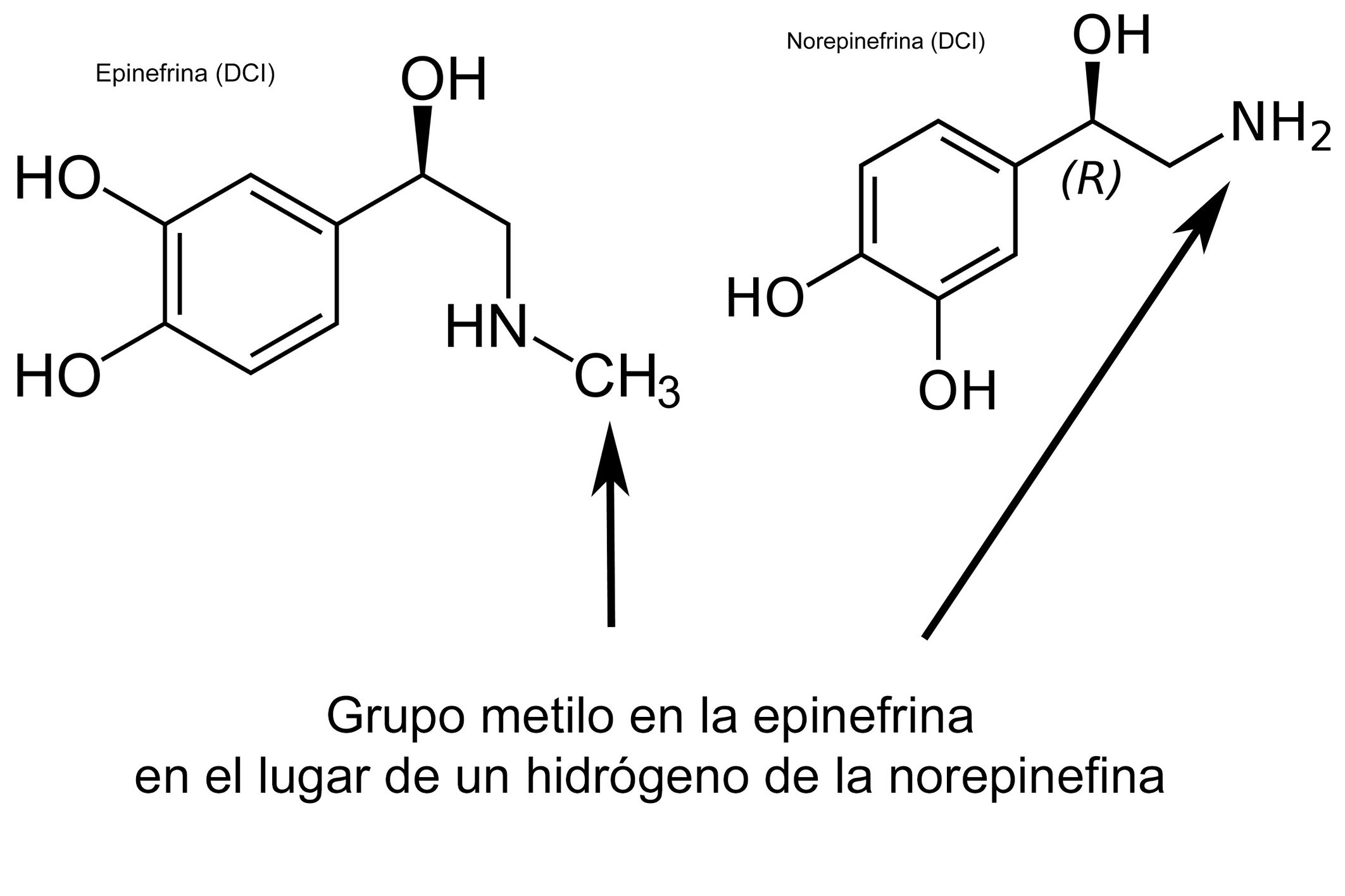 ¿Qué diferencia adrenalina de nor...