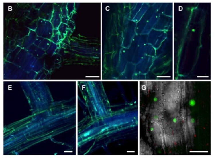 Direct and Indirect Visualization of Bacterial ...