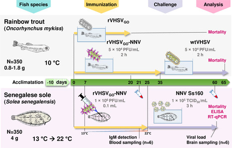 Des vecteurs recombinants du virus de la septic...