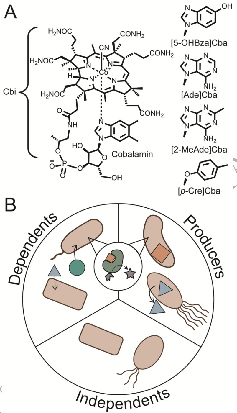 Soil microbial community response to corrinoids...