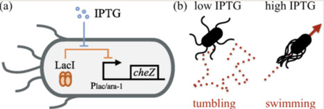 PackDock: a Diffusion Based Side Chain Packing ...