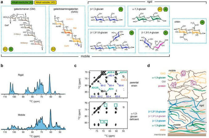 Fungal cell wall biogenesis: structural complex...
