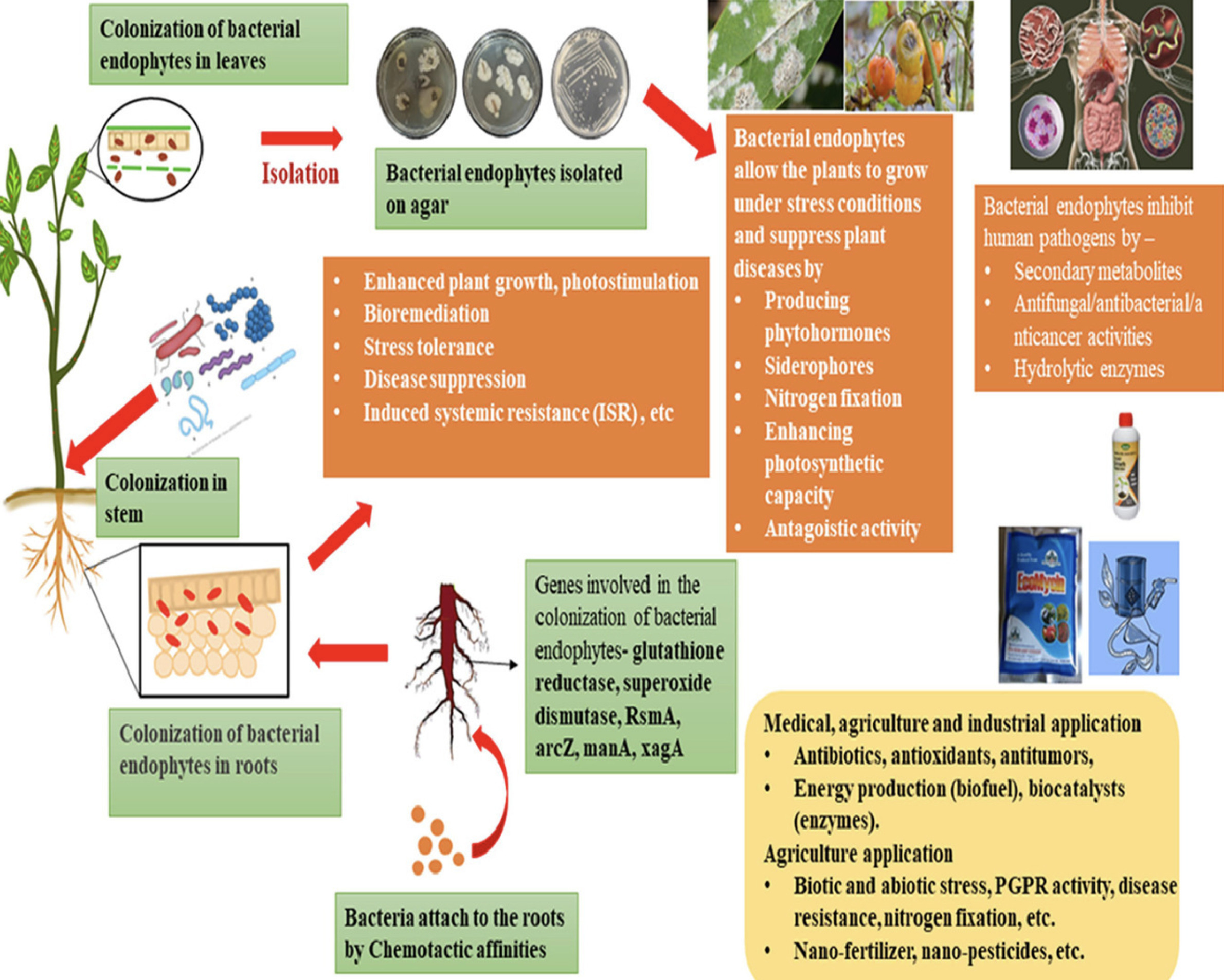 An updated view of bacterial endophytes associa...