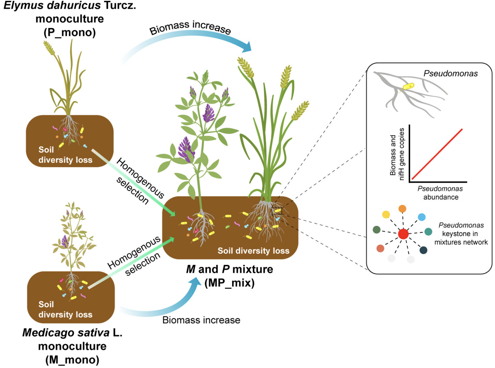 Grass-legume mixtures maintain forage biomass u...