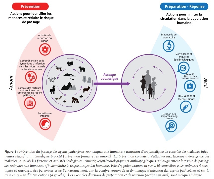 Prévention de la propagation des zoonose...