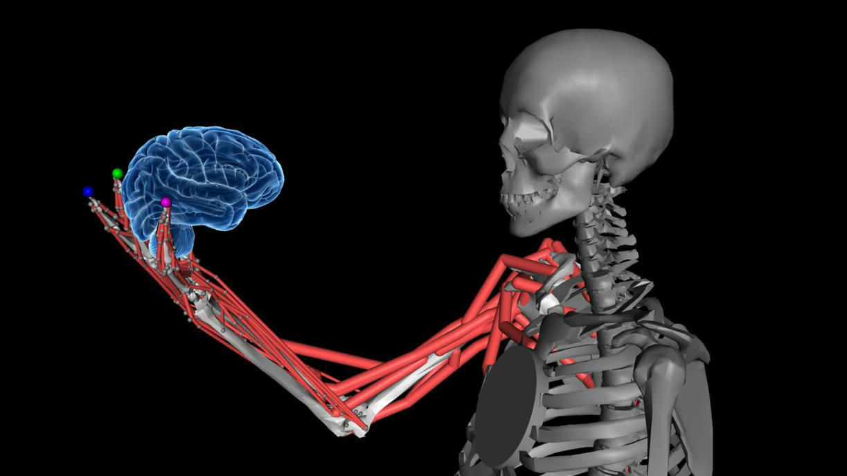 How the brain senses body position and movement...