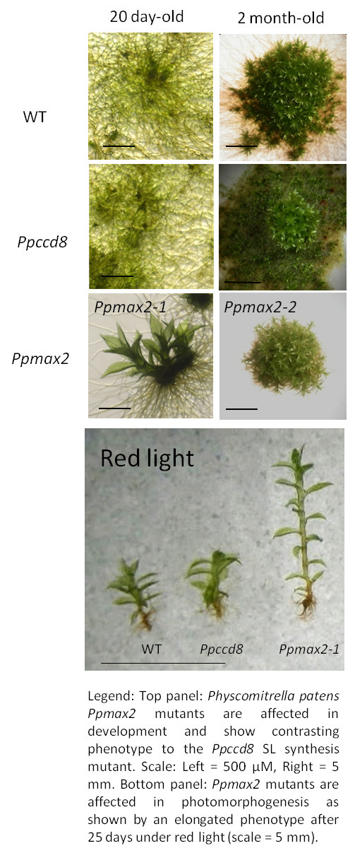 A moss mutant study raises questions about evol...